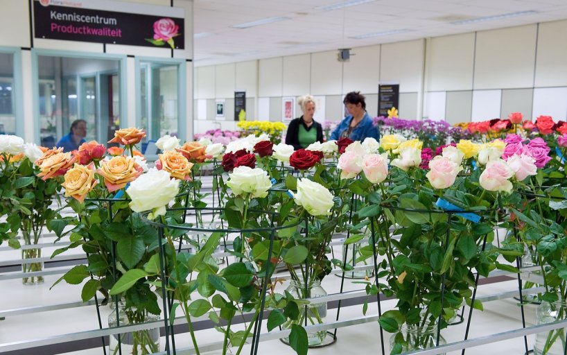 How Does Aalsmeer Flower Auction Work | Best Flower Site