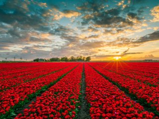 Explore the beautiful national parks of the Netherlands - Holland.com