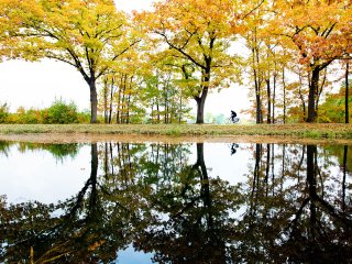 Dunes of Loon and Drunen National Park - Holland.com
